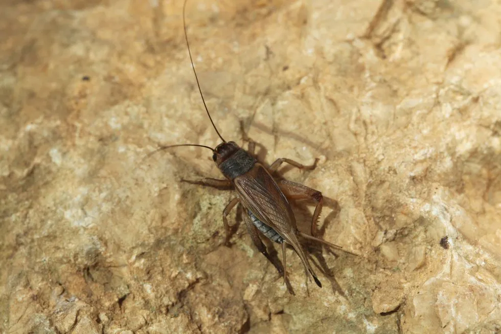 Most Common Bugs In Colorado - OMNIS Pest Control