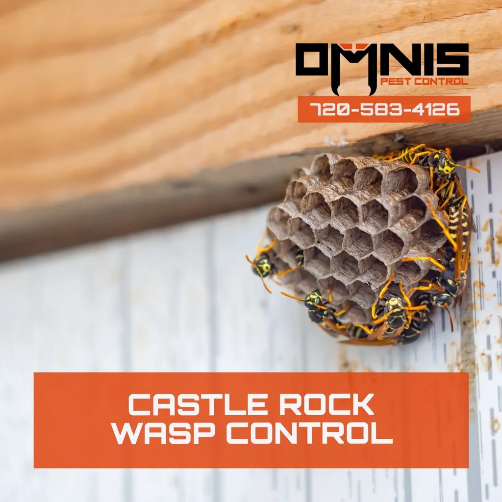 Castle Rock Wasp Control - OMNIS Pest Control