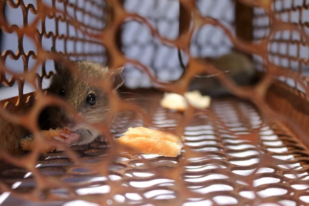 Did You Find a Mouse Nest - OMNIS Pest Control