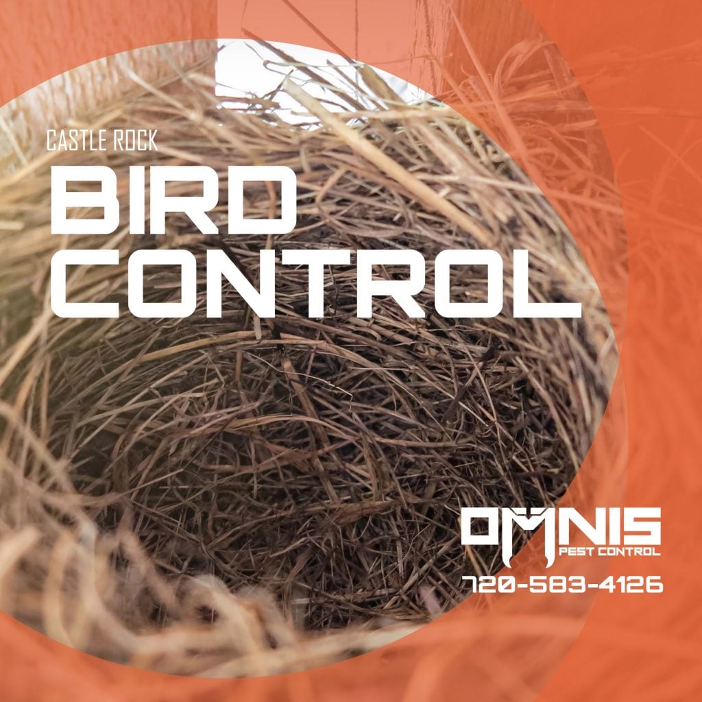 Castle Rock Bird Control - OMNIS Pest Control
