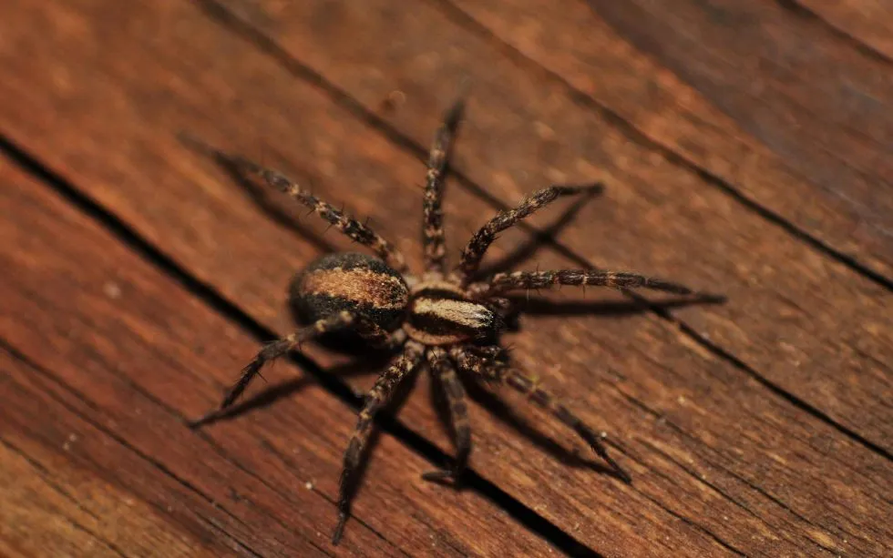 Most Common Bugs In Colorado - OMNIS Pest Control