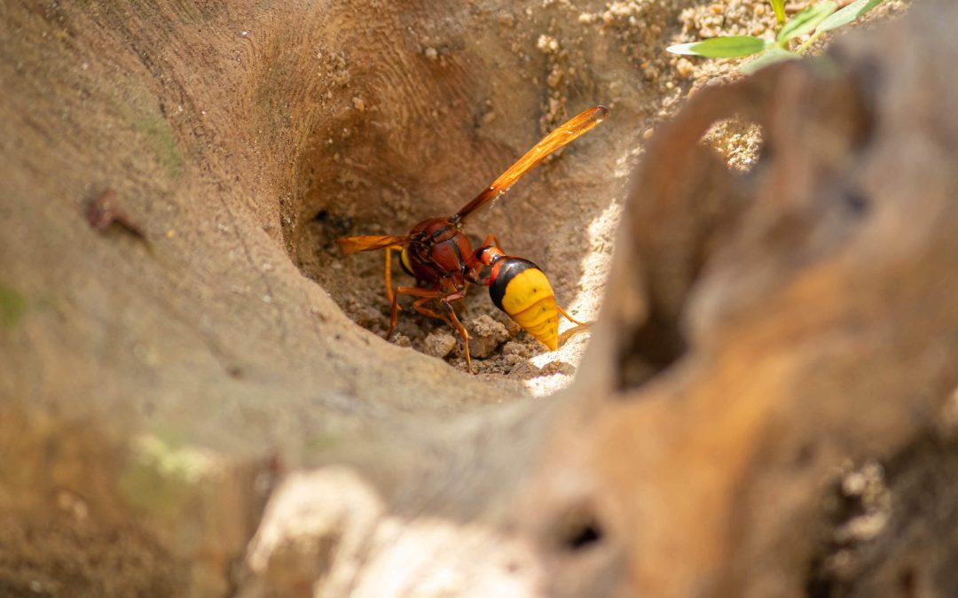 Types of Bees and Wasps in Colorado - OMNIS Pest Control
