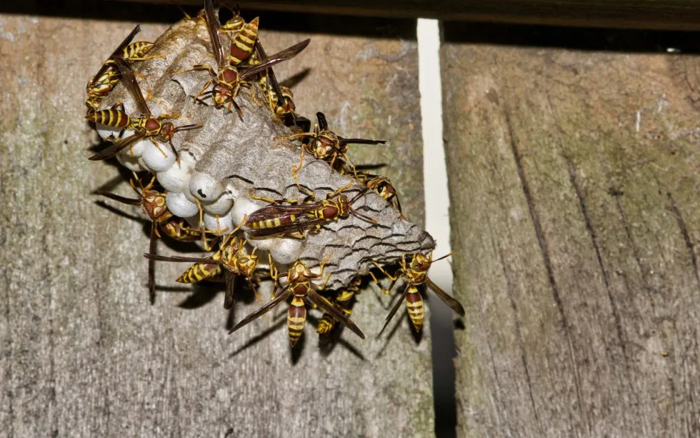 Types of Bees and Wasps Nests - OMNIS Pest Control