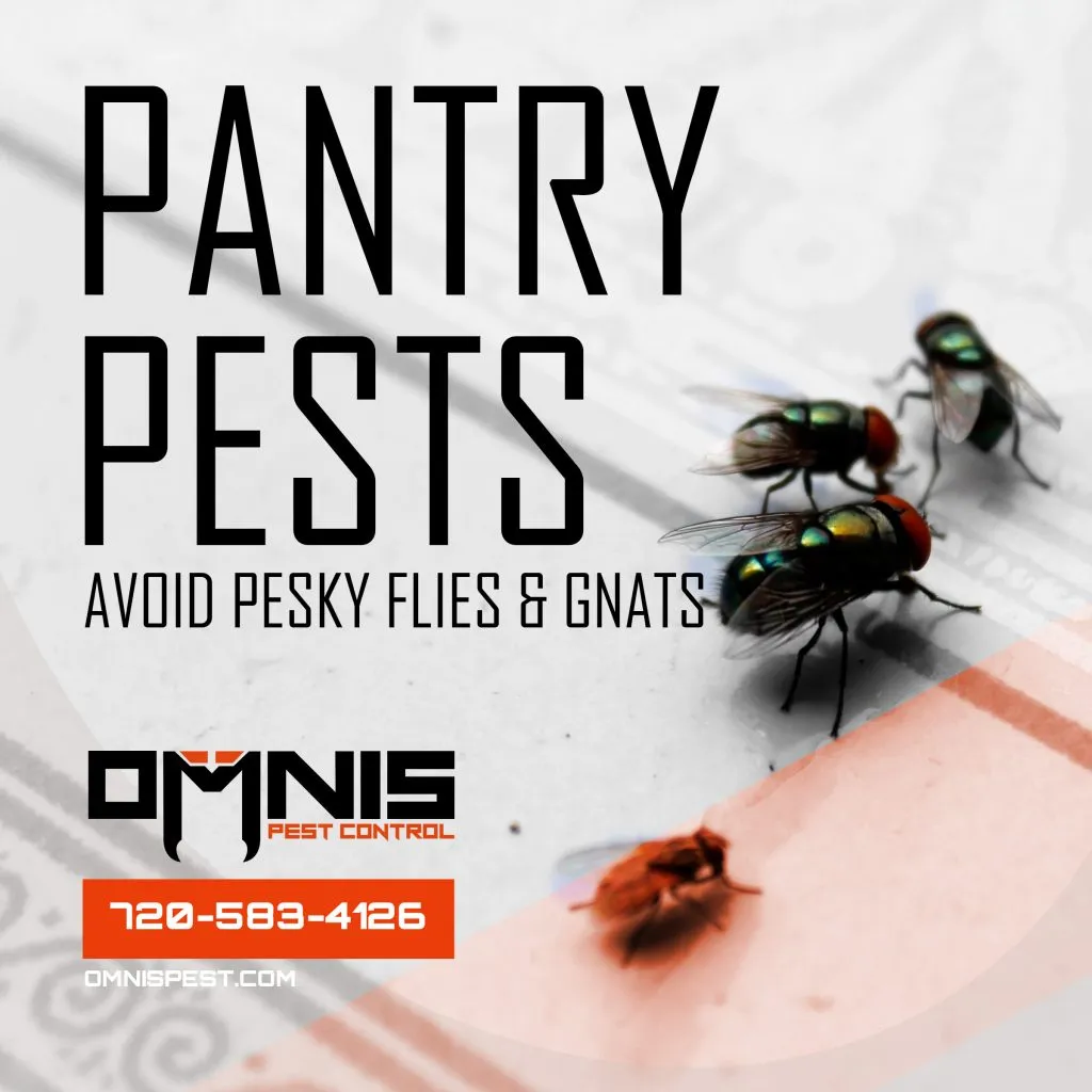 Pantry Pests Flies and Gnats - OMNIS Pest Control