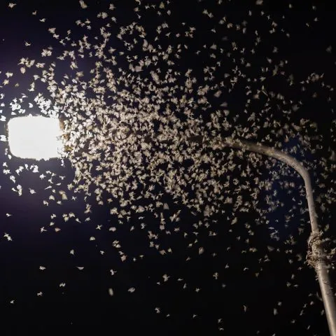 Miller Moth Removal and About Miller Moths - Omnis Pest Control