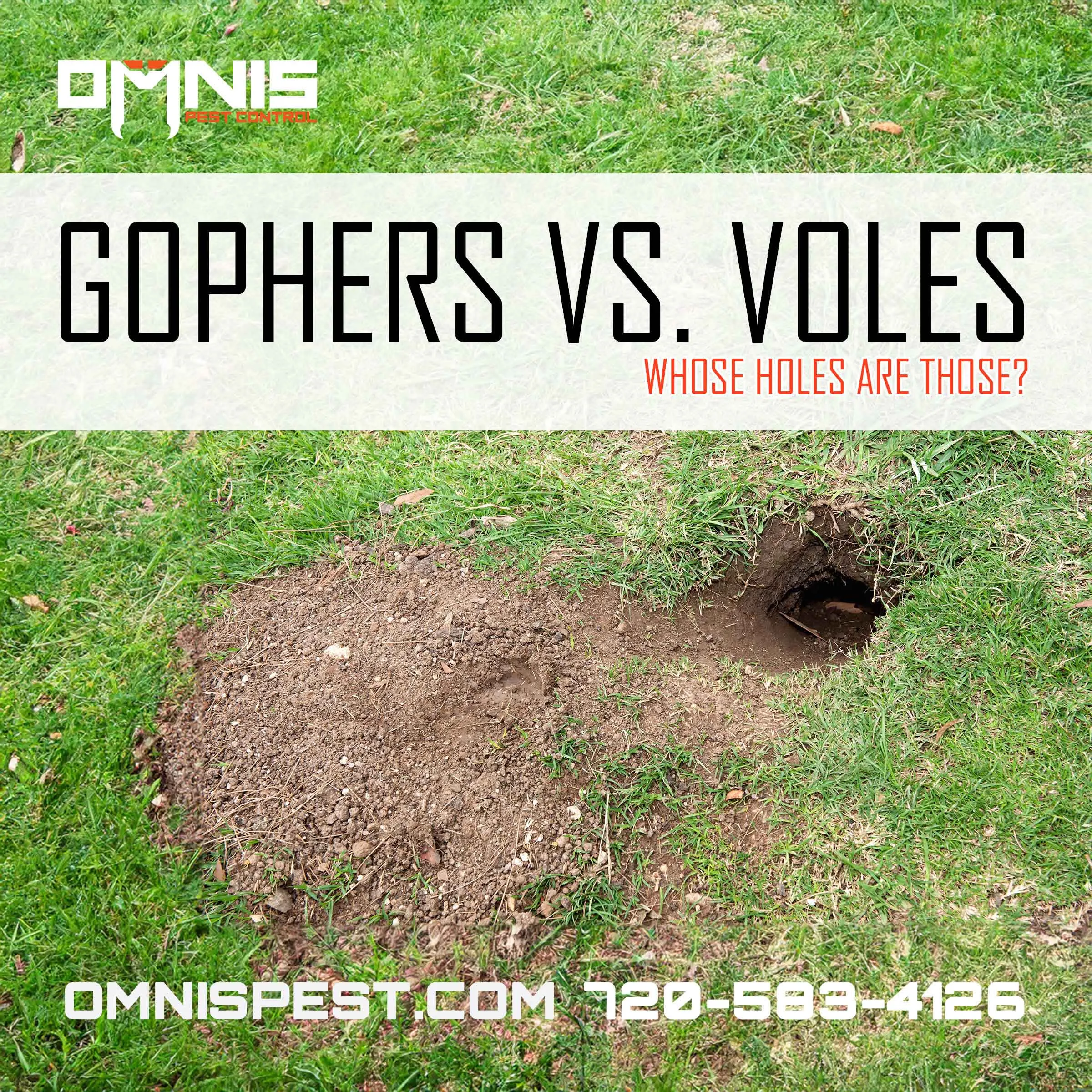 Gopher Holes In Lawn