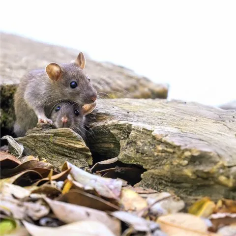 Did You Find a Mouse Nest - OMNIS Pest Control